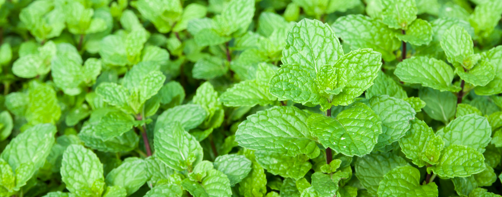 Australian River Mint (Mentha australis) – Bio-First