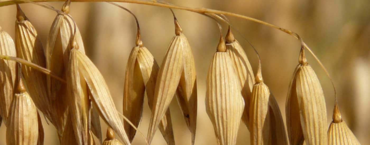 Colloidal Oatmeal – Bio-First