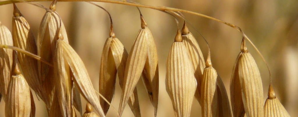 Colloidal Oatmeal – Bio-First