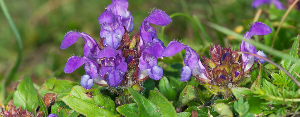 Self Heal (Prunella vulgaris) for Wellness – Bio-First